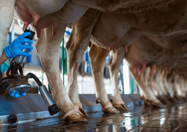 Dairy Farm Management Software